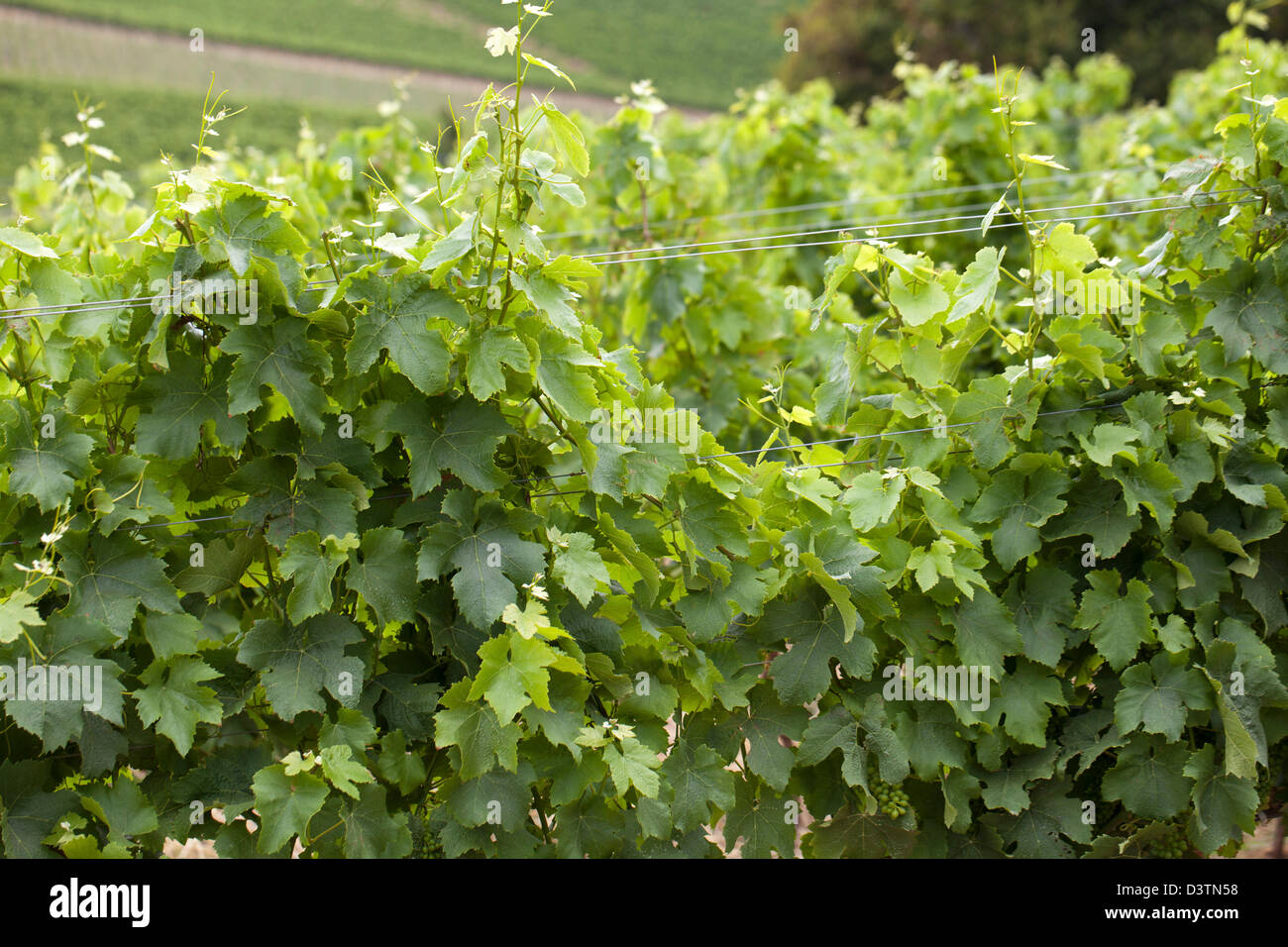 Groot Constantia Vines - Cape Town - South Africa Stock Photo - Alamy