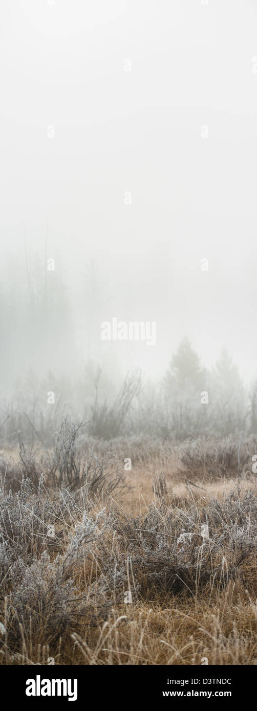 Disappearing into the mist and fog hi-res stock photography and images ...