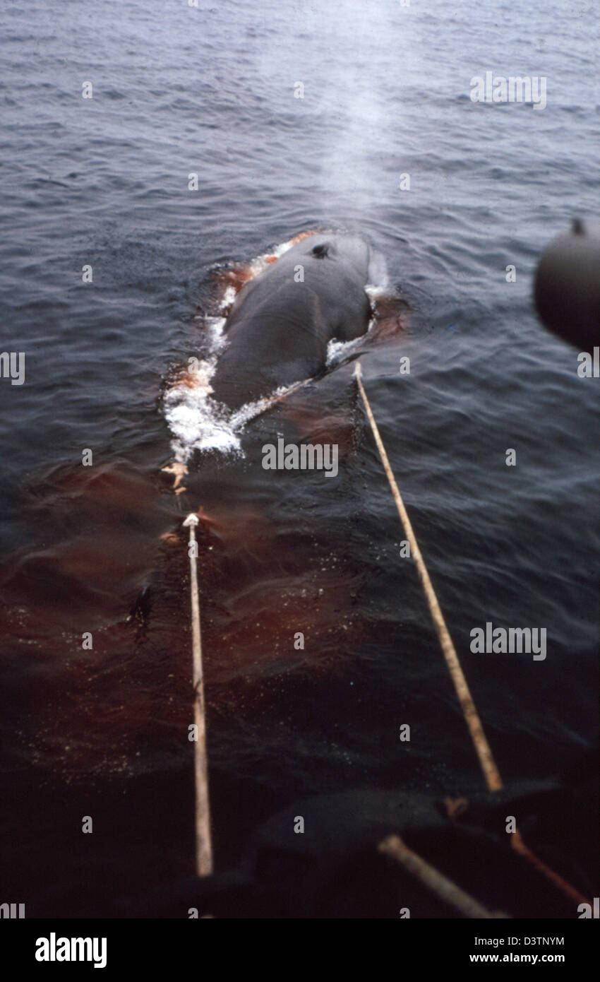 Harpooned whale hi-res stock photography and images - Alamy