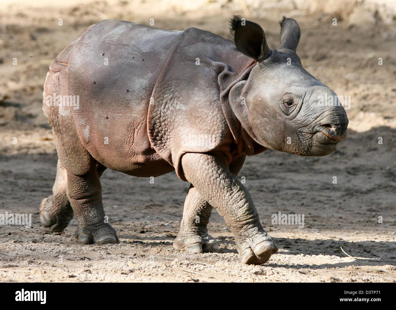 Indian Rhinoceros baby Shikari, born only a few days ago, pictured at ...