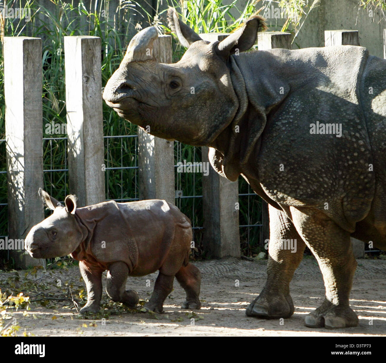 Indian Rhinoceros baby Shikari, born only a few days ago, pictured with ...