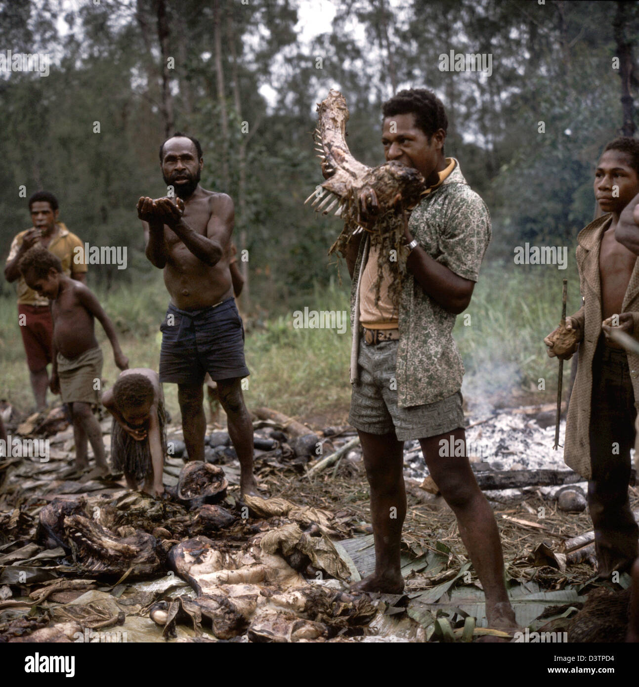 The undated pictures shows Papuas eating pork that was roasted in an ...
