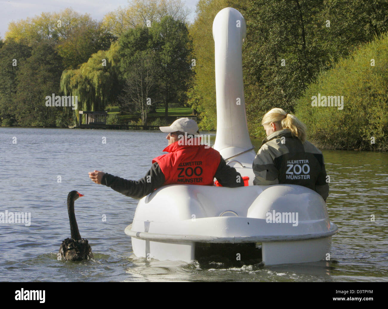 A black swan follows zoo director Joerg Adler and keeper Monika Ewering ...