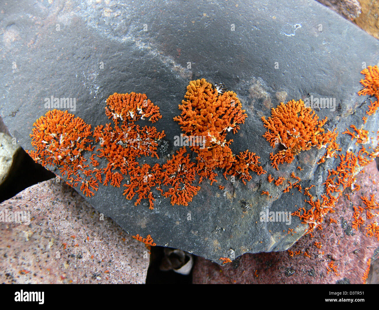 Lichens pictured on a stone in Ross Point, Canada, 25 August 2006 ...