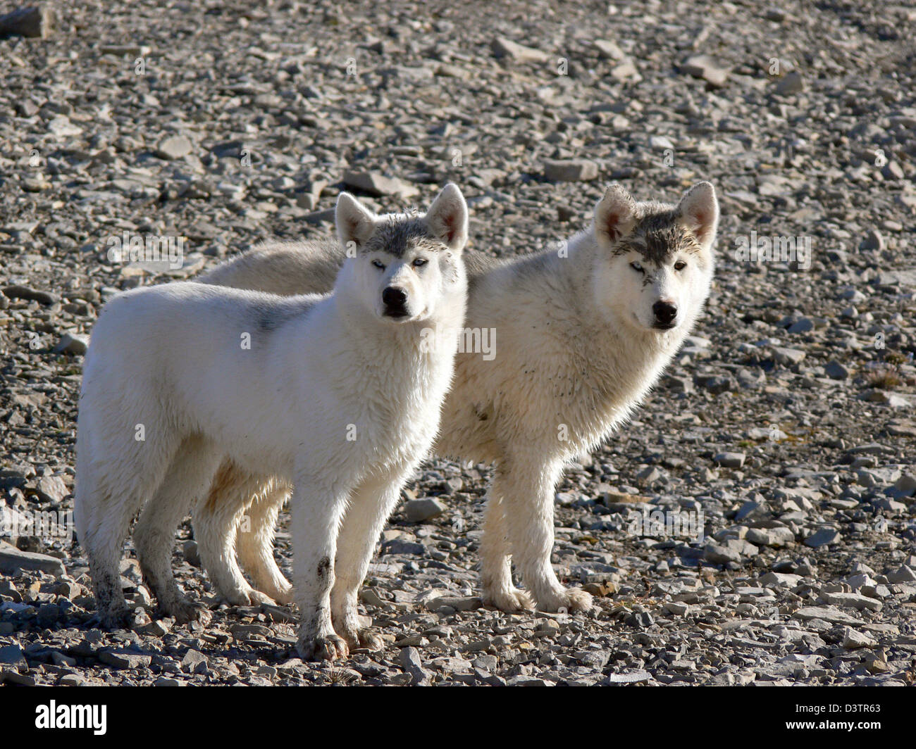 Two huskies hi-res stock photography and images - Alamy
