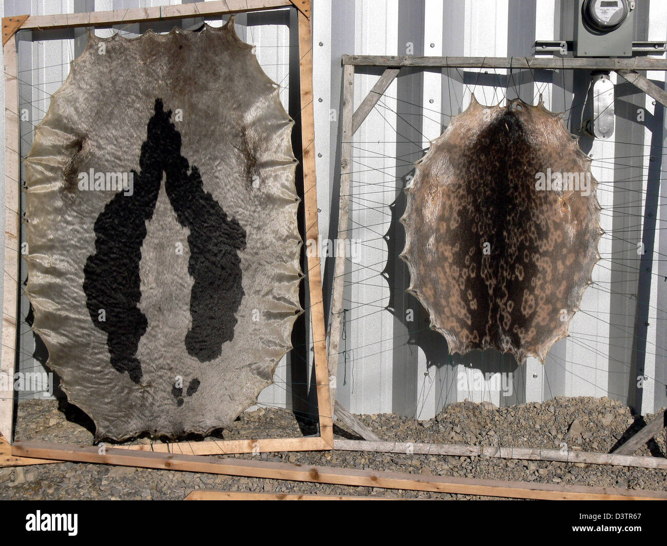 The skins of a saddleback seal (L) and a ringed seal (R) hang for ...