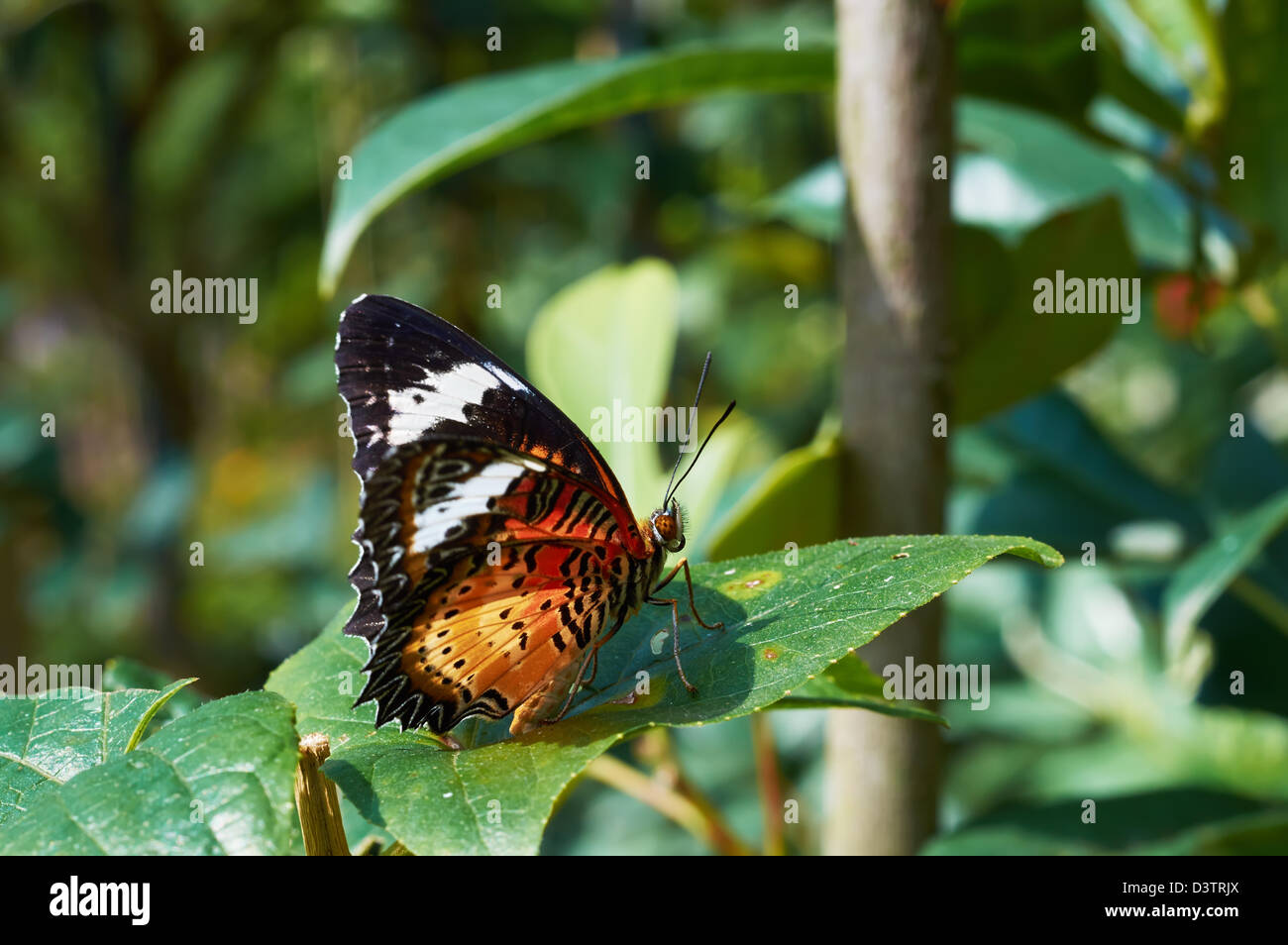 Leopard Lacewing (Cethosia cyane) sits on a plant Stock Photo - Alamy