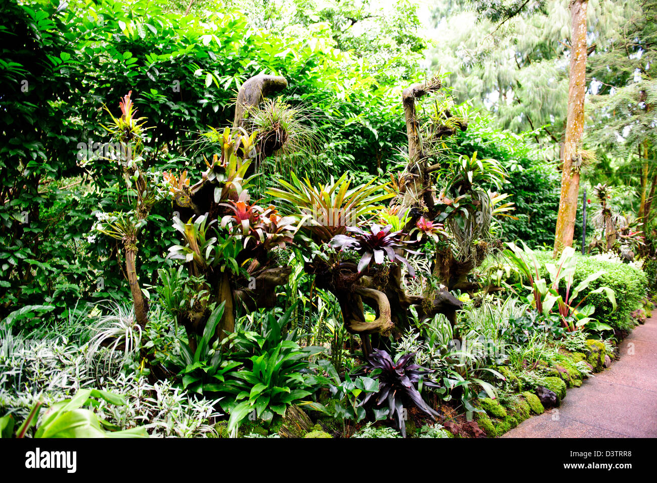 Singapore Botanical Garden1 degree Nth of the equator has 10,000 ...