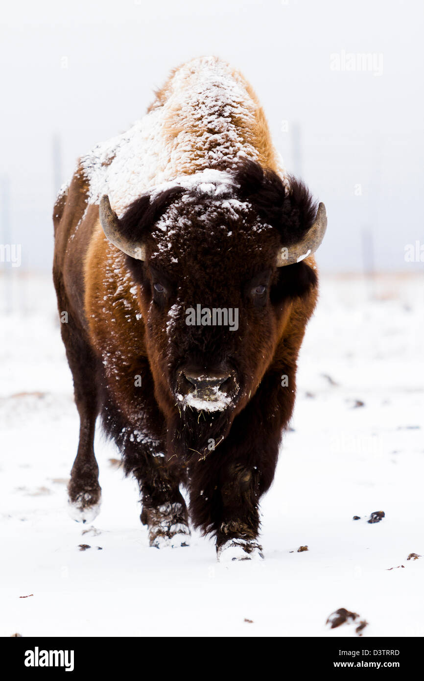 Adult American buffalo standing in the snow. A light dusting of snow ...