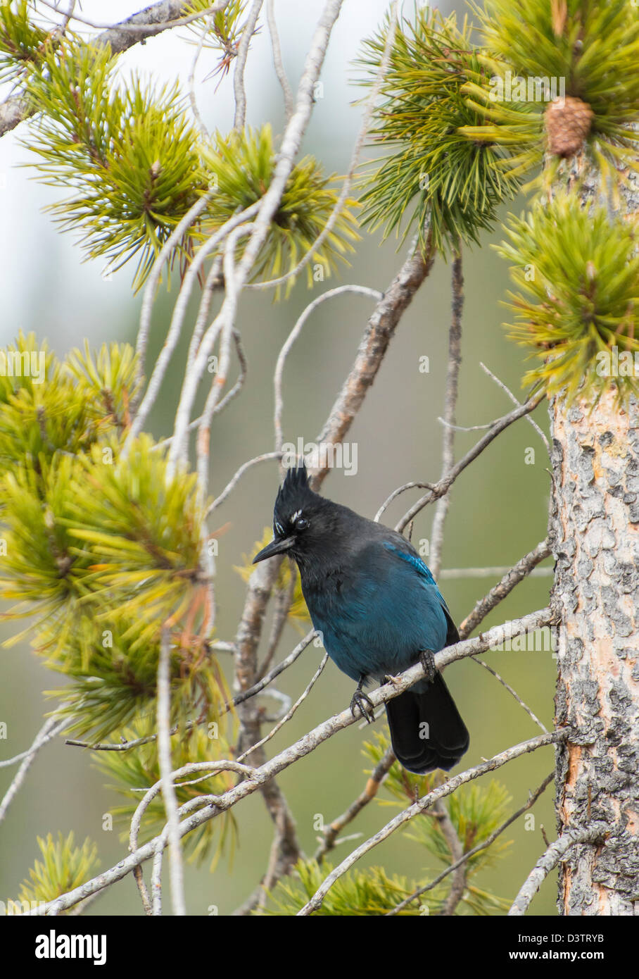 Blue Jay sitting on a branch in a spruce Stock Photo - Alamy