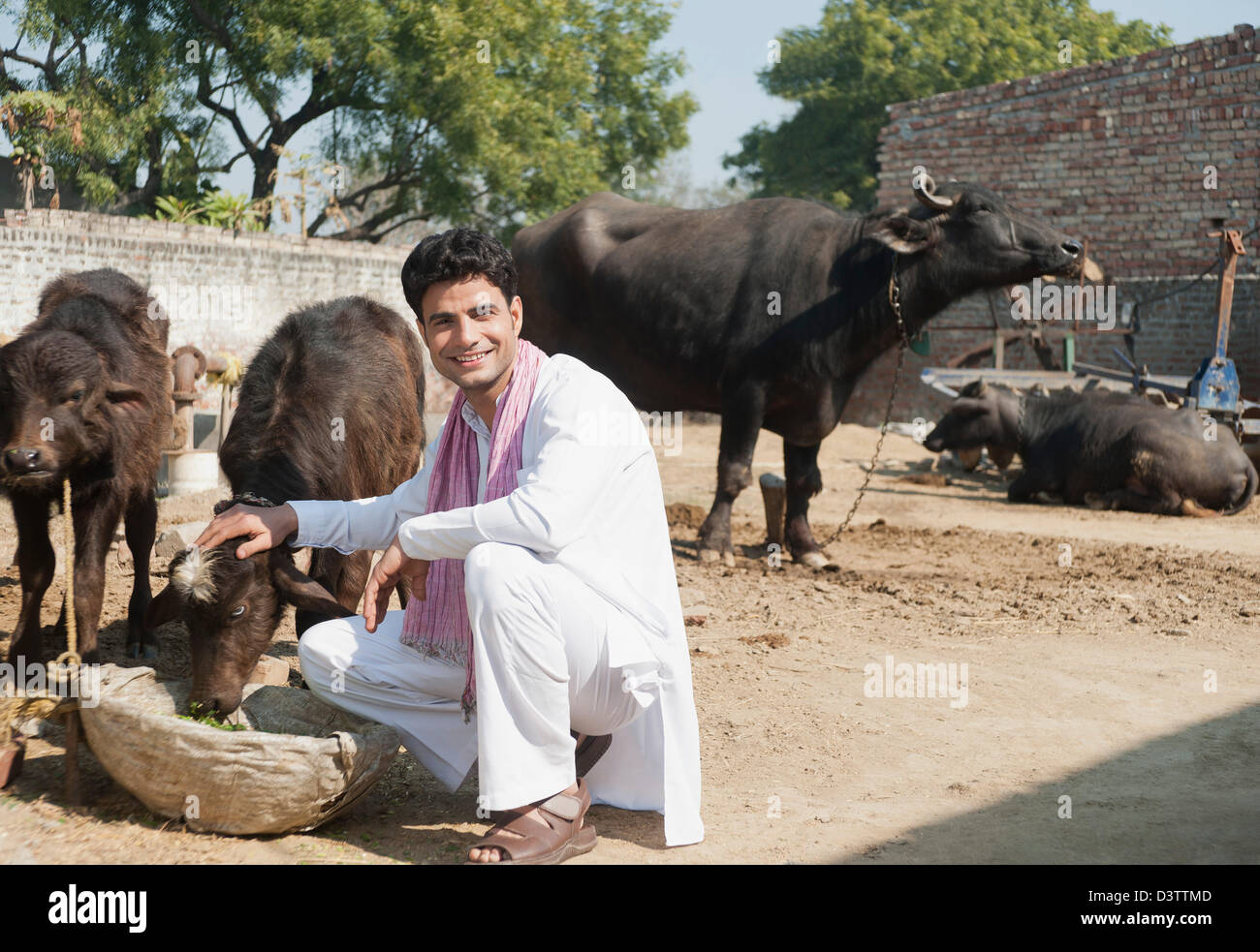 Indian farmer buffalo hi-res stock photography and images - Alamy