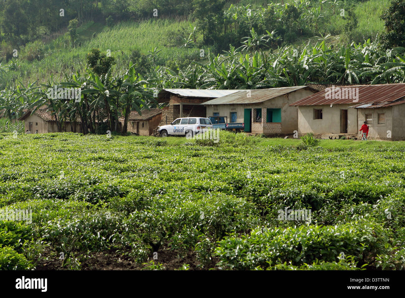 A UNICEF vehicle drives by the tea fields near Kigali, Rwanda, 02 ...