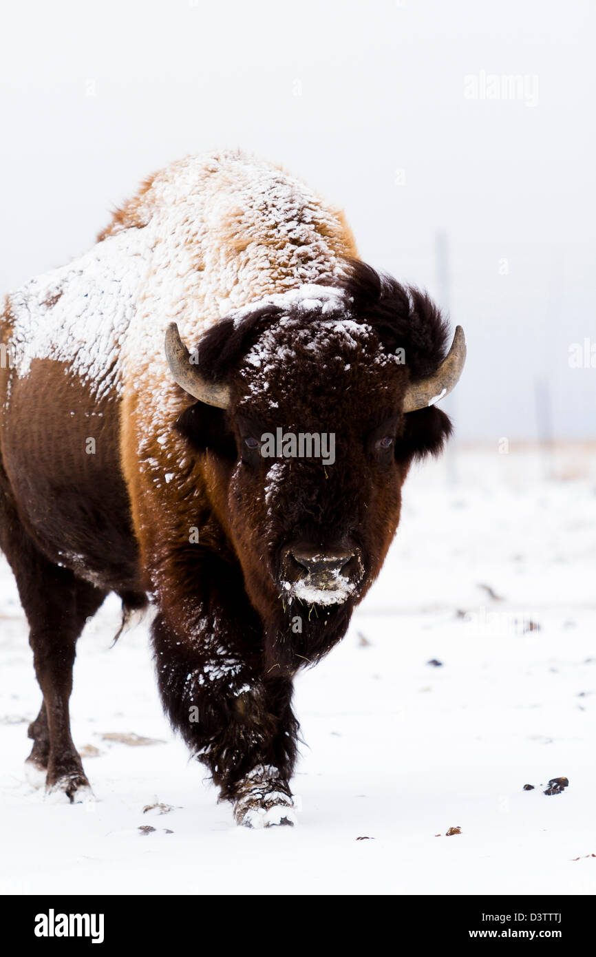 Adult American buffalo standing in the snow. A light dusting of snow ...