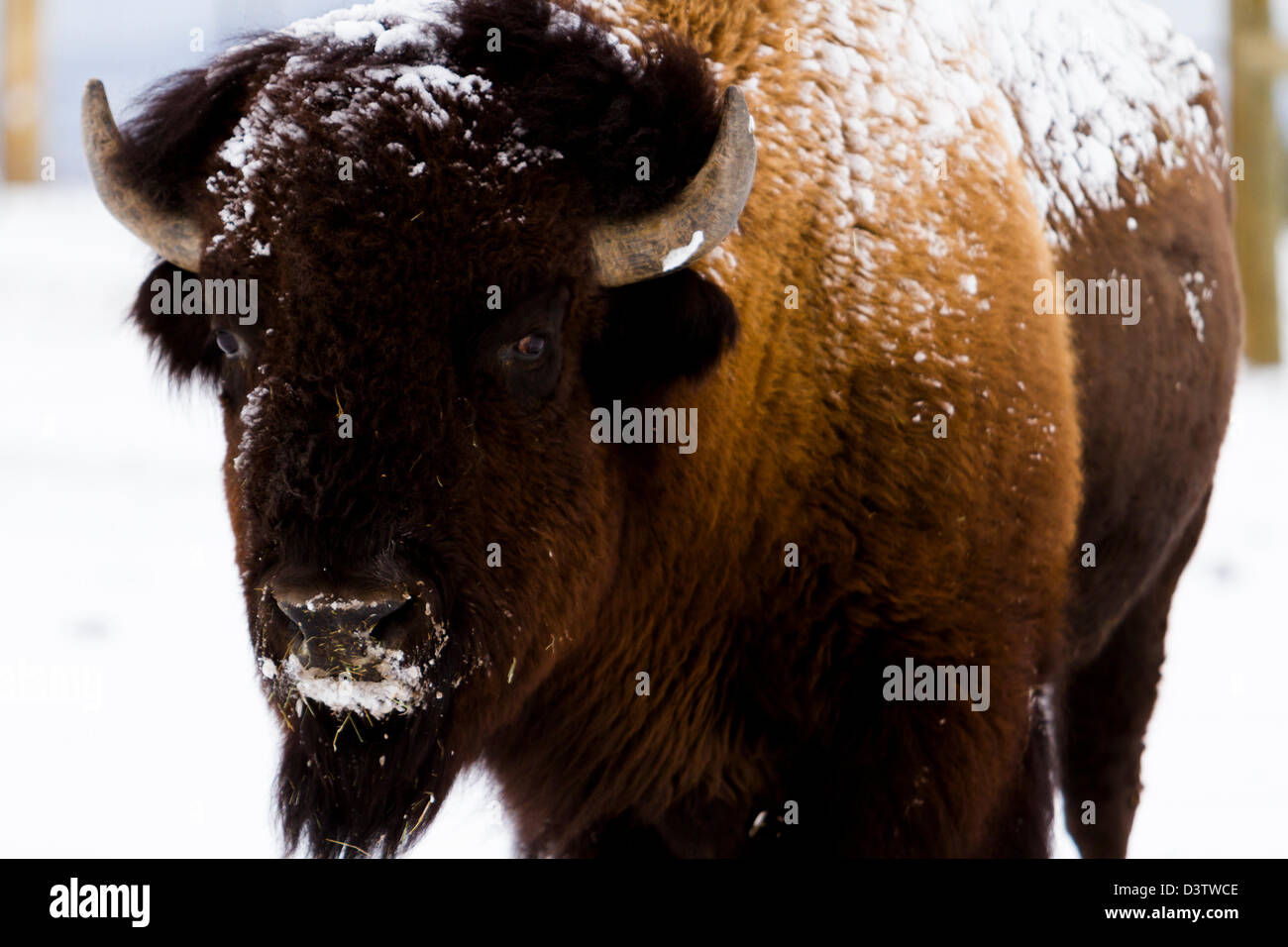 Adult American buffalo standing in the snow. A light dusting of snow ...