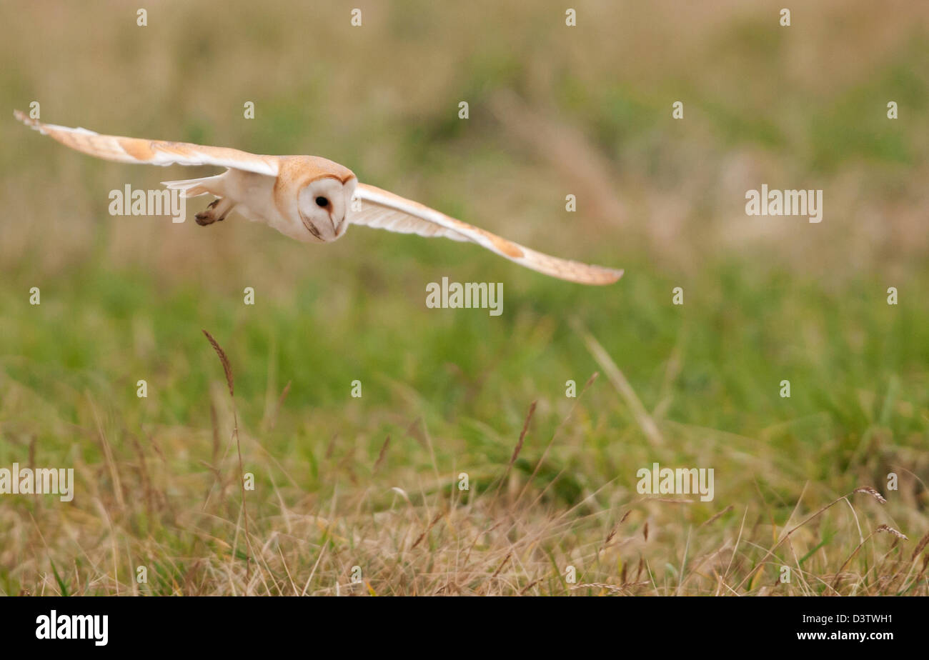 Wild Barn Owl Tyto Alba hunting in daylight over grassland Stock Photo ...
