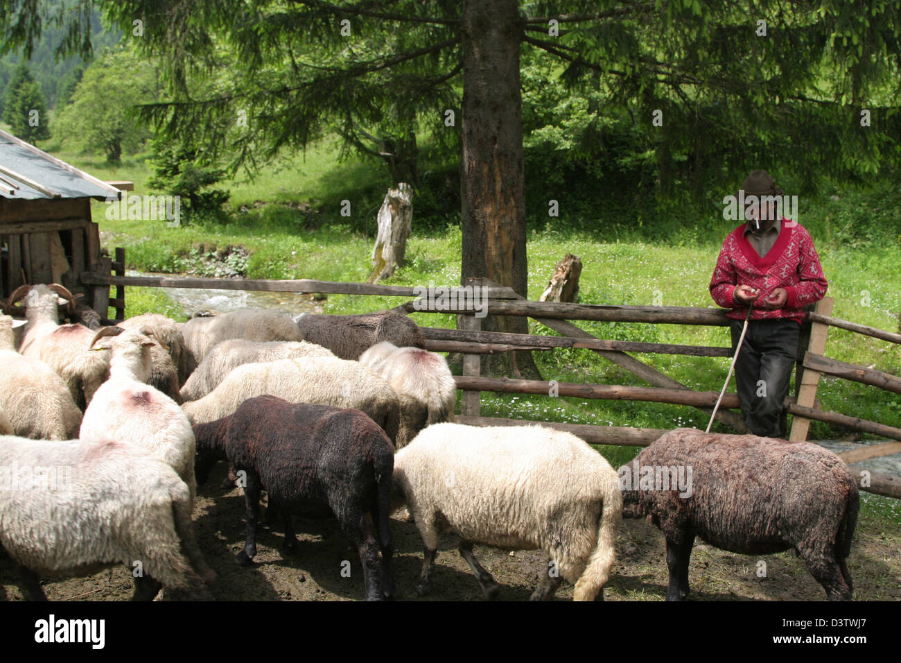 The photo shows a shepherd with his herd of sheep in Tamas, near ...