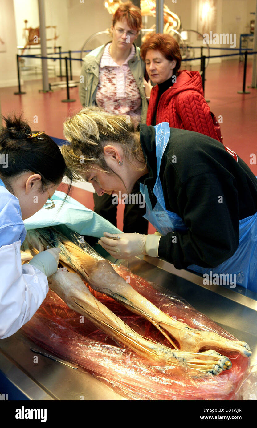 Visitors of the 'Plastinarium' watch the plastination of a corpse in ...