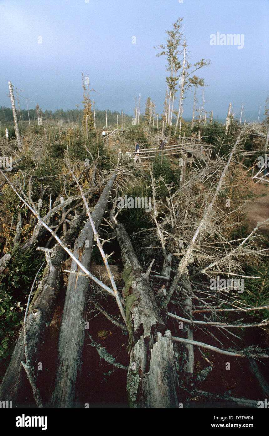 Hikers walk on boardwalks on the 'Lothar Path' among the leftovers of ...