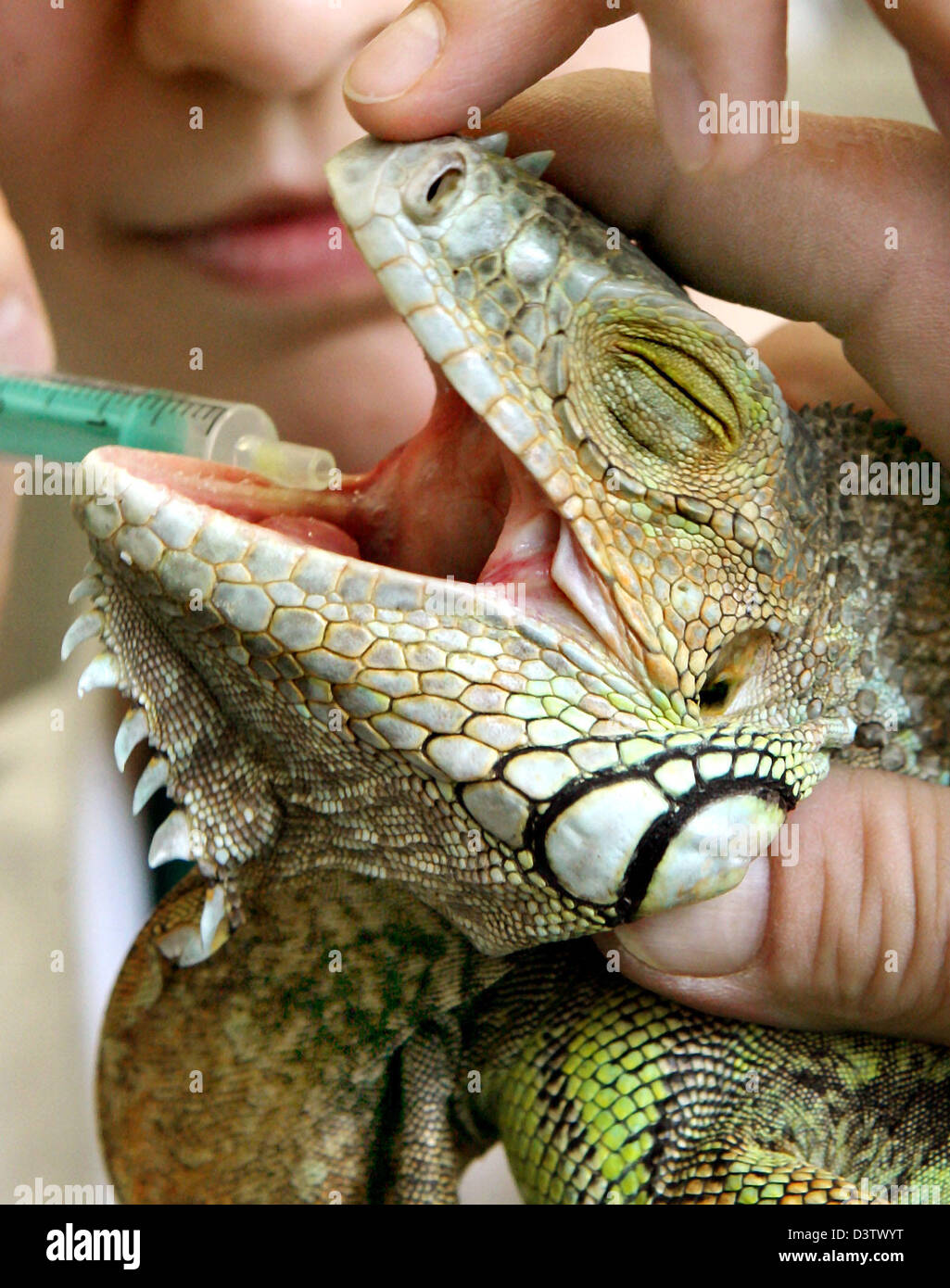 Veterinary Maria Haense gives medicine to an almost three-year-old ...