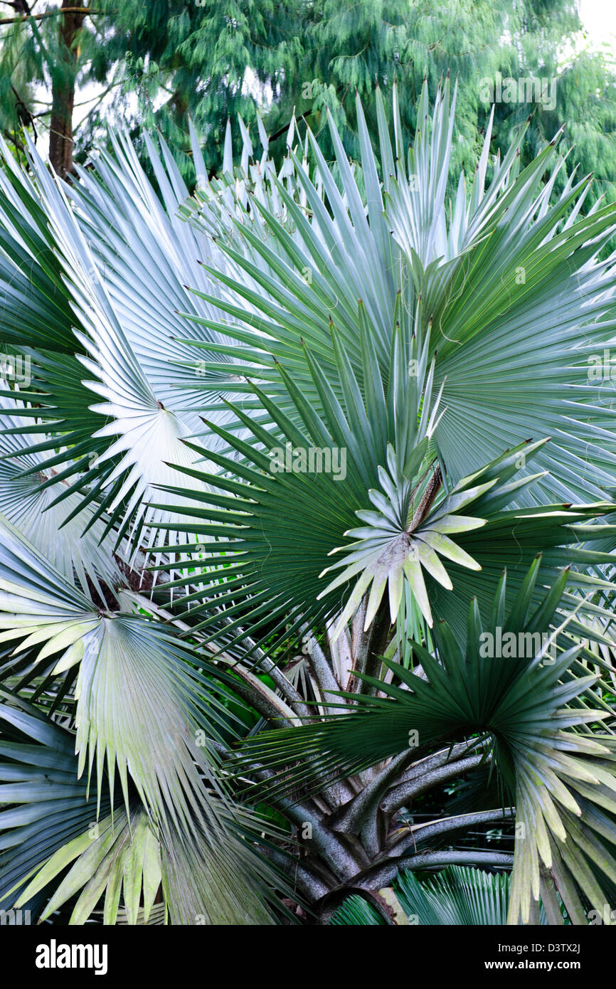 Singapore Botanical Garden1 degree Nth of the equator has 10,000 ...