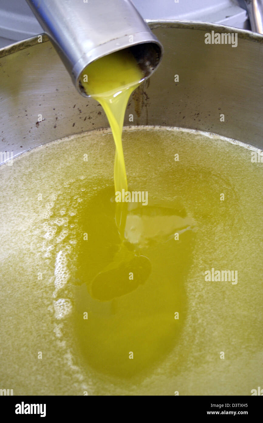 The filtered oil of squeezed olives drips into a catchment tank in the ...