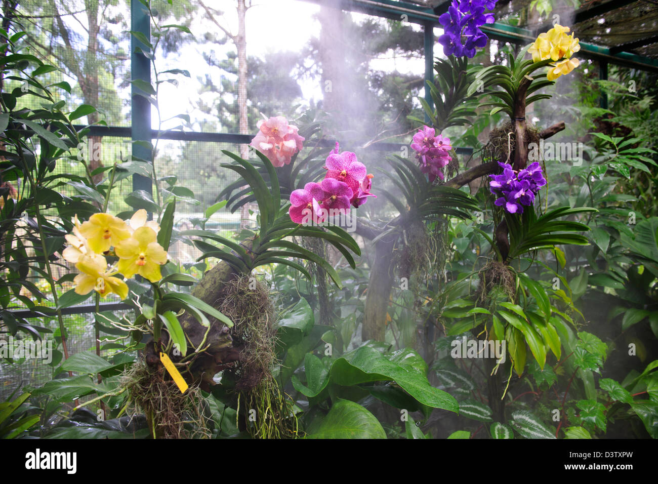 National Orchid Garden,Tan Hoon Siang Mist House,1,000 species and ...