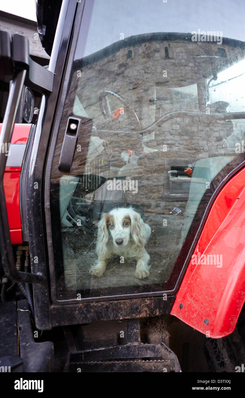dog in tractor Stock Photo - Alamy