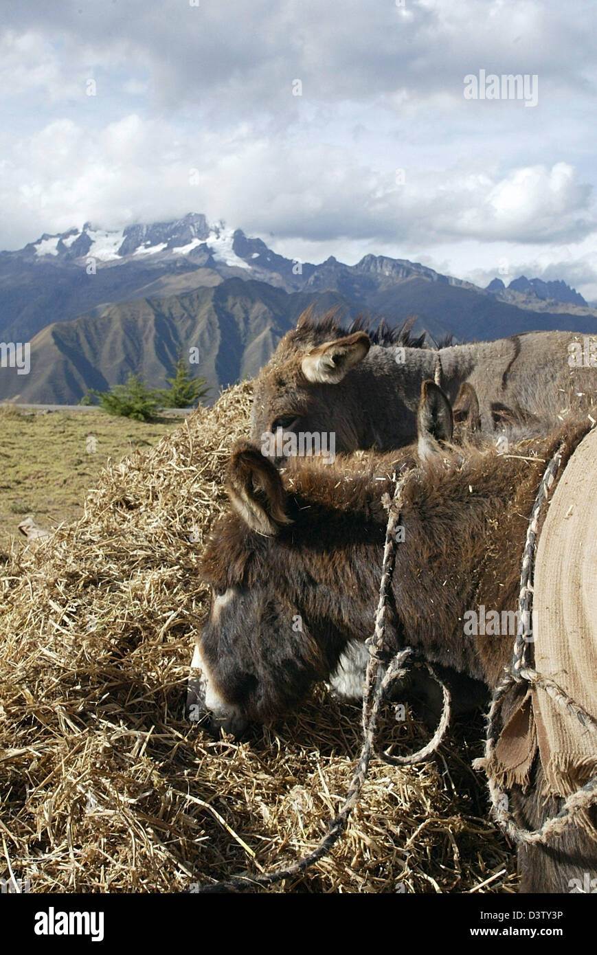 (dpa file) - Mules rest and eat after threshing grain near Cusco, Peru ...