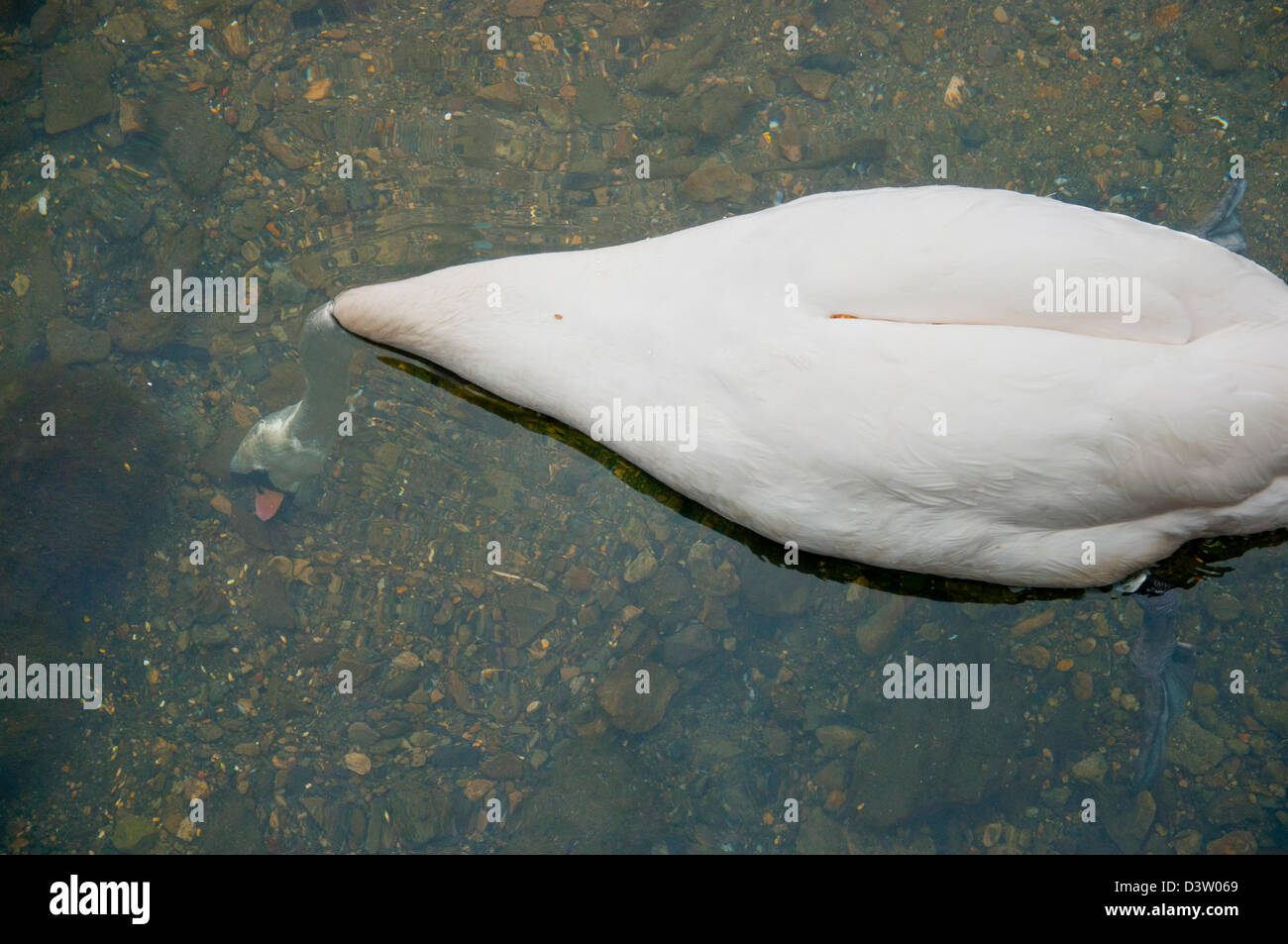 Swan feeding underwater Stock Photo - Alamy