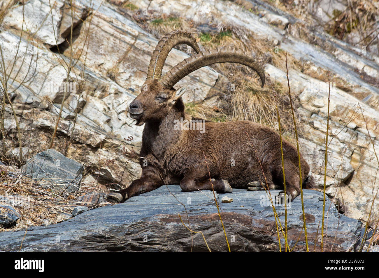 Alpine ibex (Capra ibex), steinbock, Mountain, Italian Alps, Val ...
