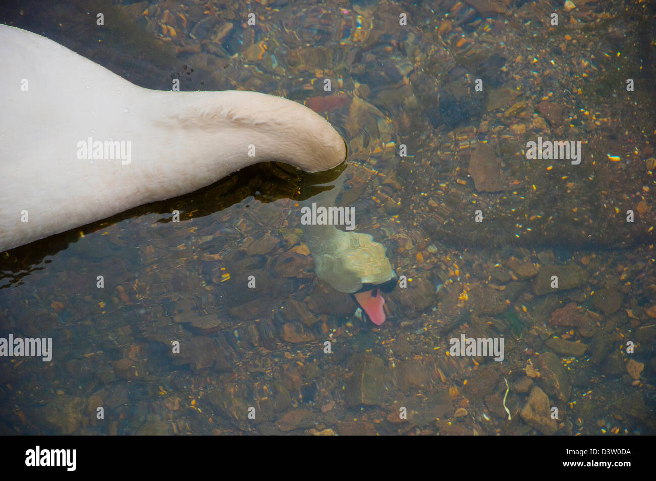 Swan feeding underwater Stock Photo - Alamy