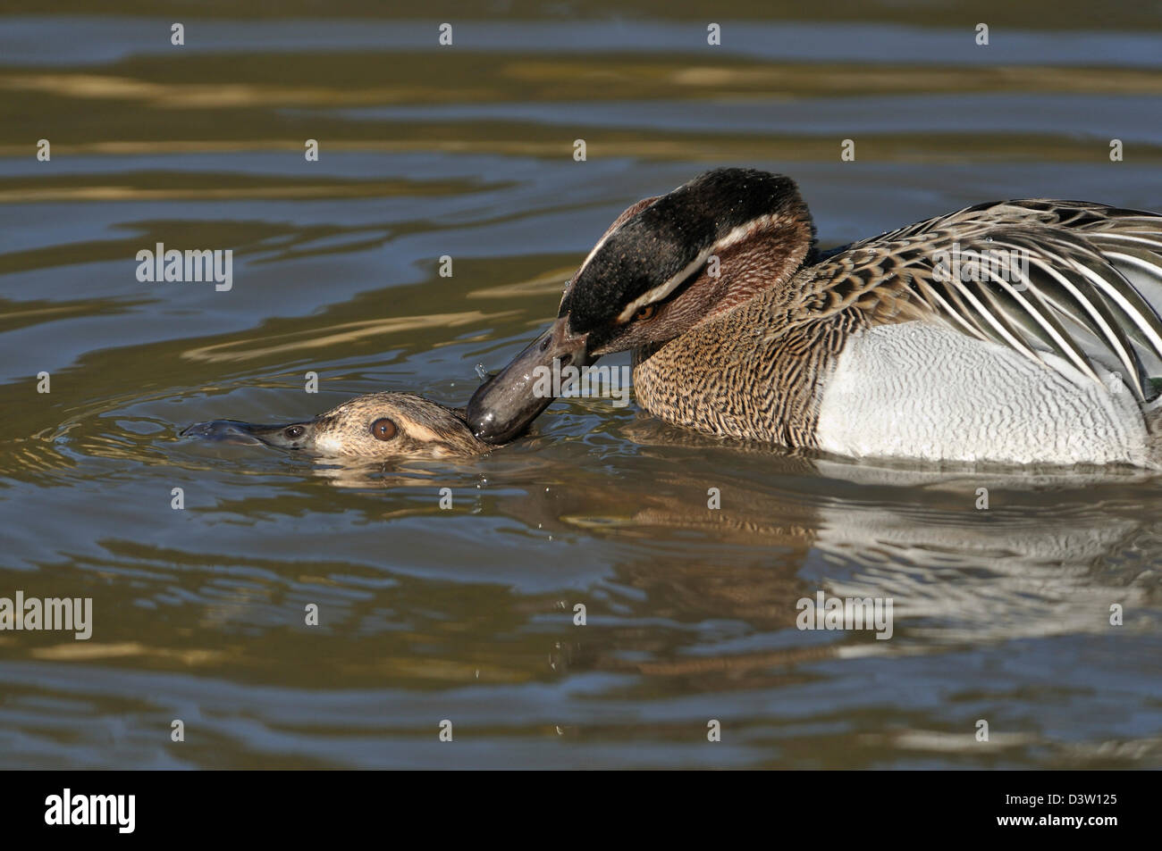 Ducks mating hi-res stock photography and images - Alamy