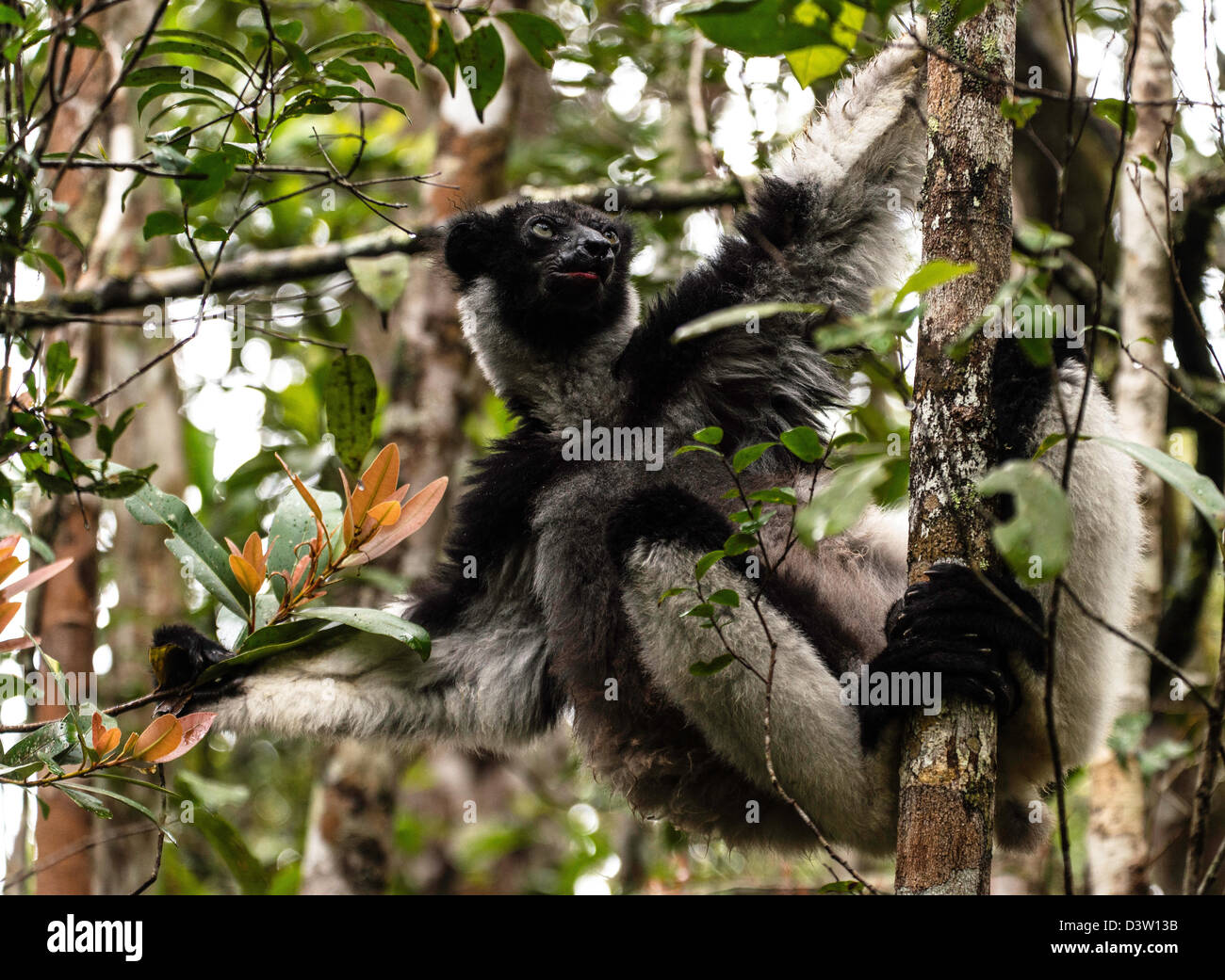 Indri lemur Babakoto Andasibe Reserve Madagascar Stock Photo - Alamy