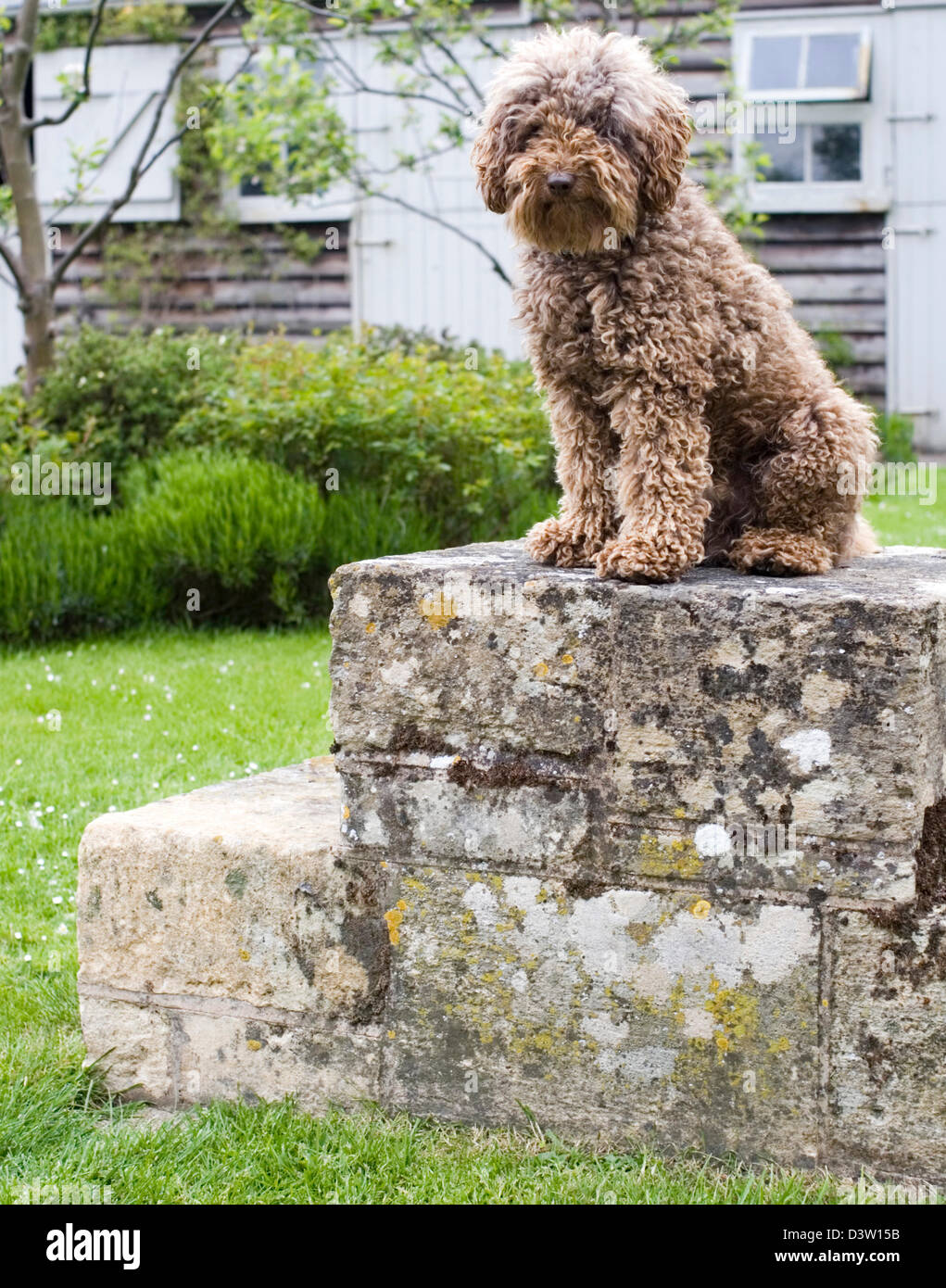 Brown Lab Poodle Mix