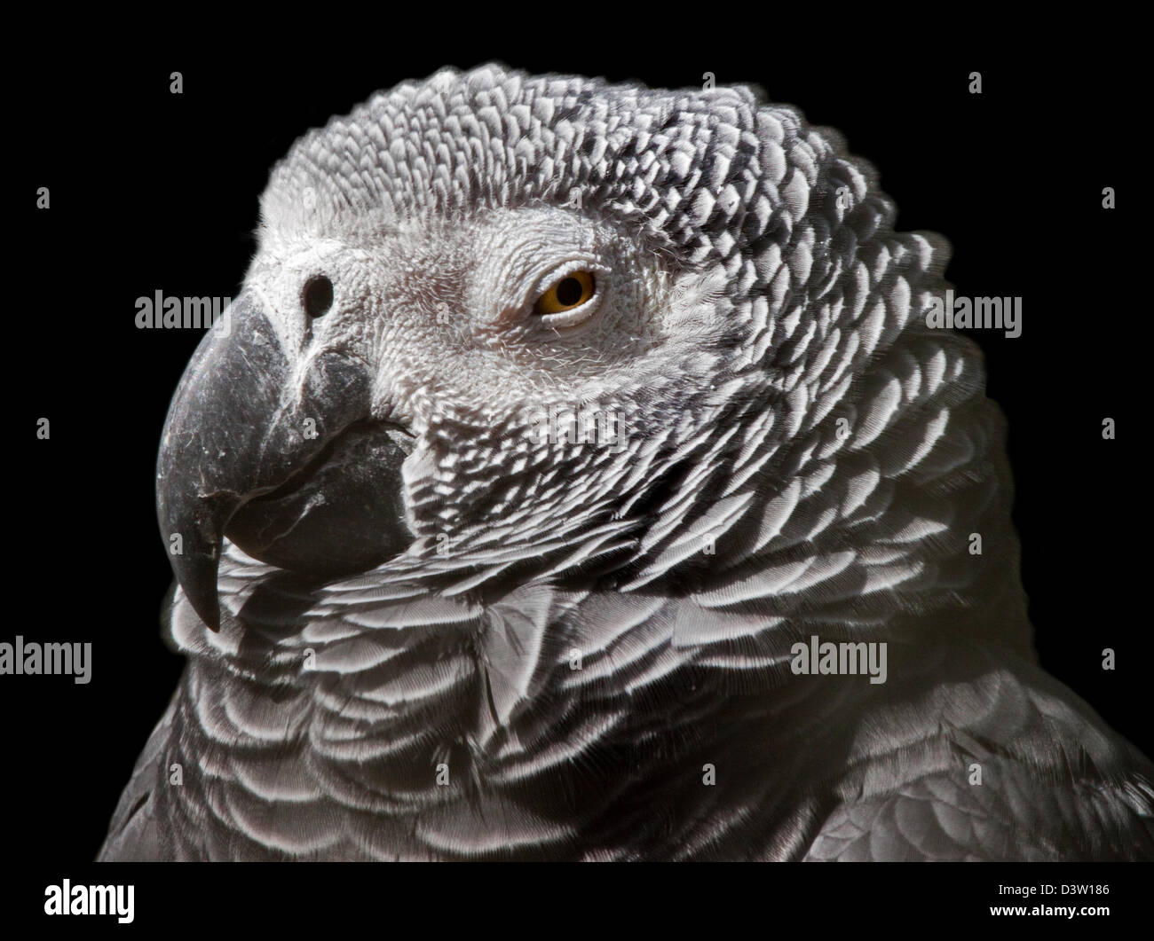 African parrots hi-res stock photography and images - Alamy