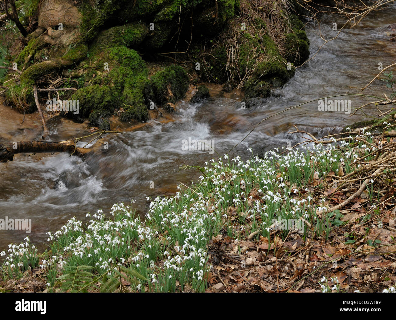 River avill hi-res stock photography and images - Alamy