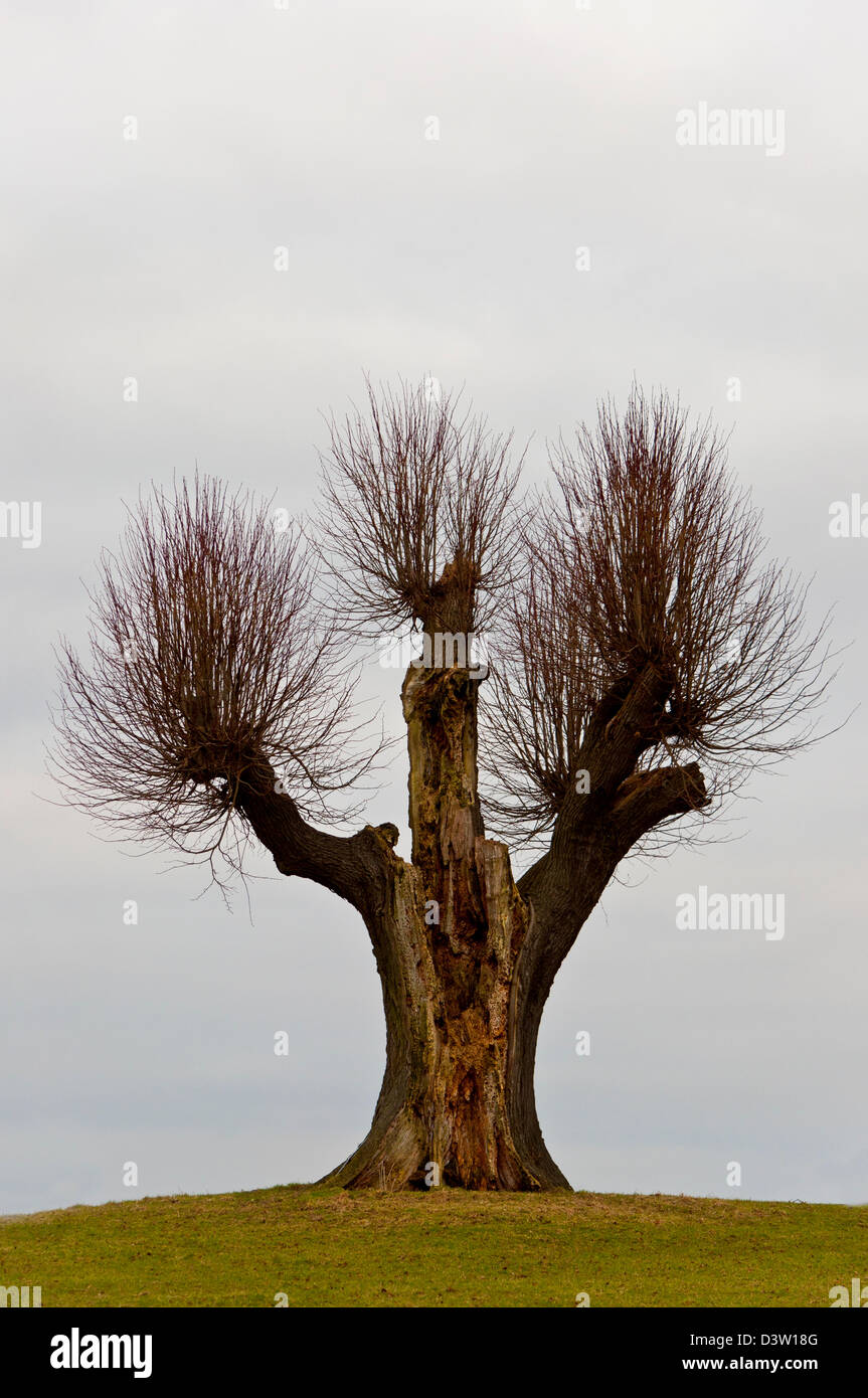 Rotten tree hi-res stock photography and images - Alamy