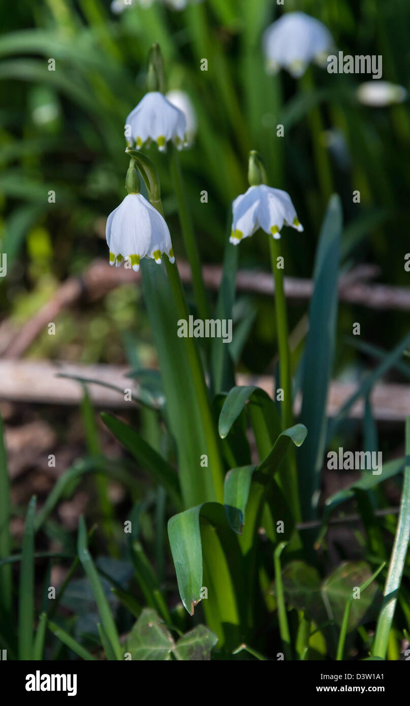 Snowdrop Standing Tall Stock Photo - Alamy