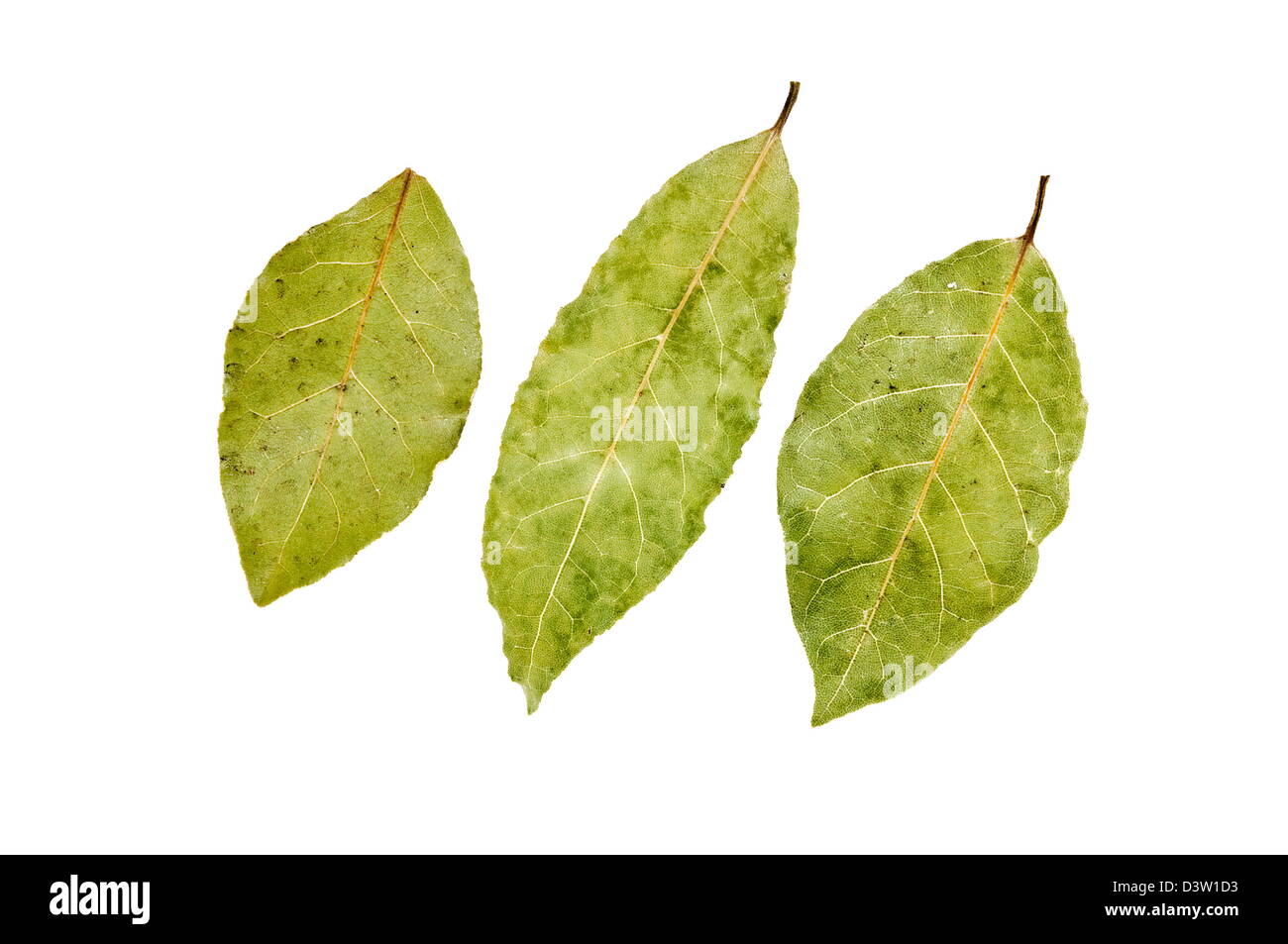 Laurel leaves hi-res stock photography and images - Alamy