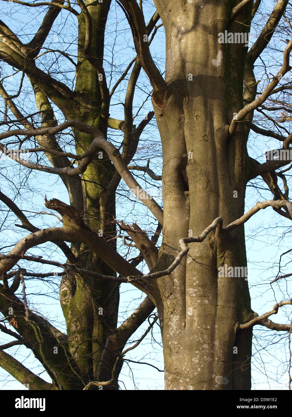 Straight branches hi-res stock photography and images - Alamy