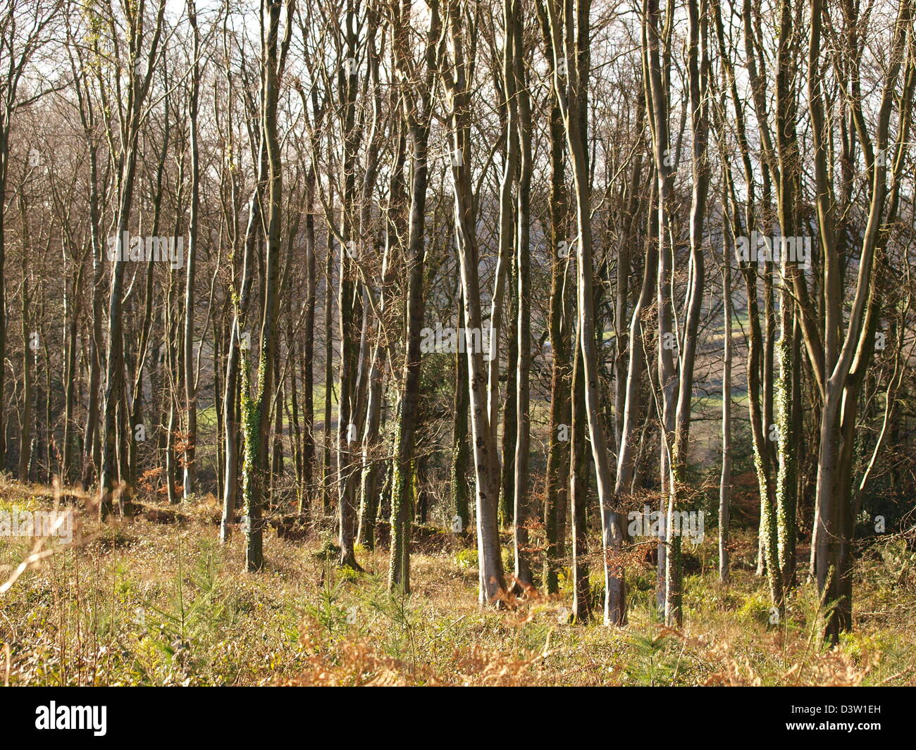 Multiple trees hi-res stock photography and images - Alamy