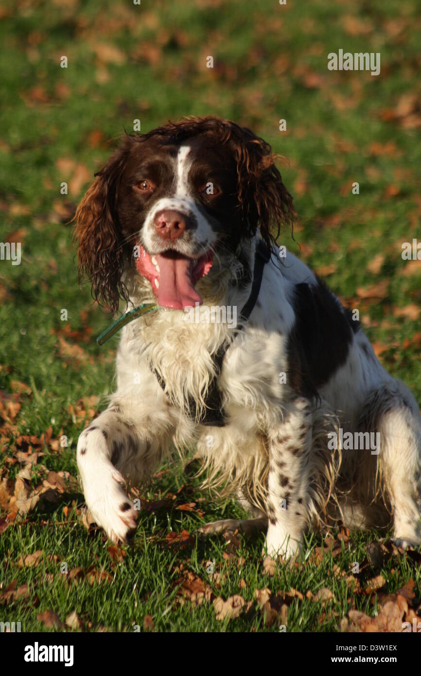Dog paw lifting hi-res stock photography and images - Alamy