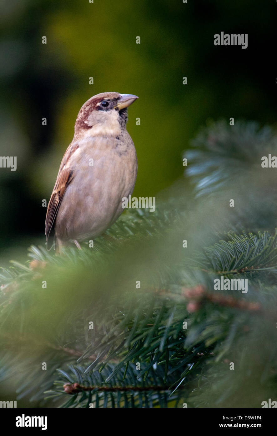 Male Tree Sparrow Uk High Resolution Stock Photography and Images - Alamy