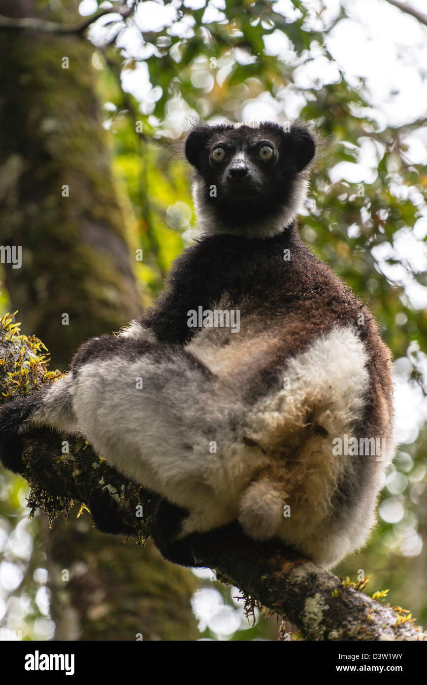 Indri lemur Babakoto Andasibe Reserve Madagascar Stock Photo - Alamy