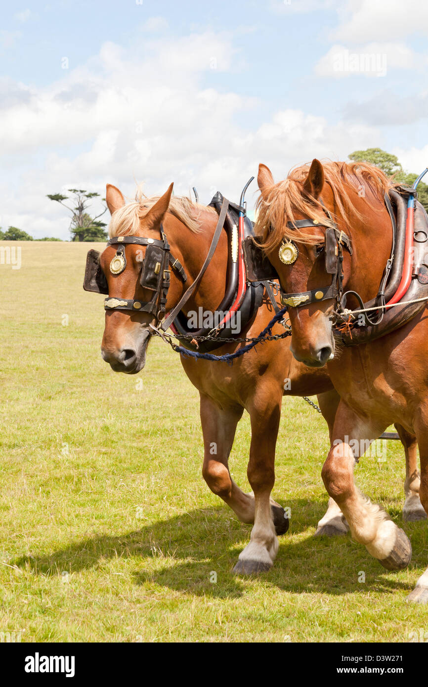 Suffolk punch horses Stock Photo - Alamy