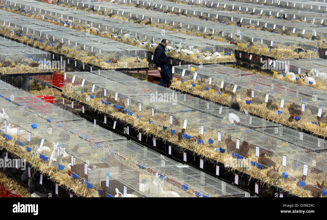 The picture shows numerous cages with small animals on the fairground ...