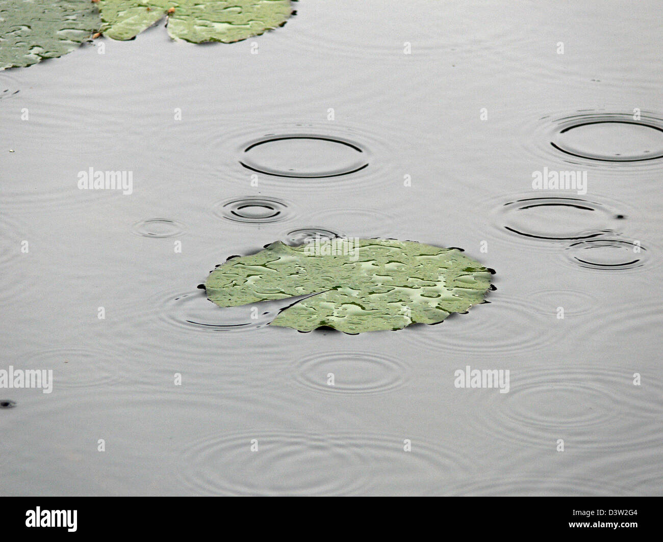 Rain drops fall into a lake in a biotop in Allensbach, Germany, Sunday ...