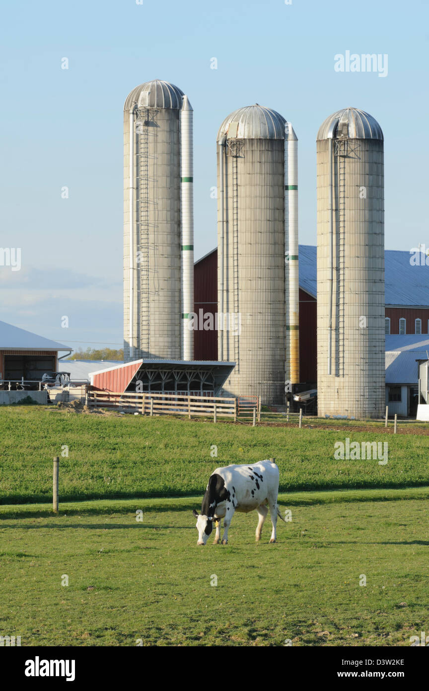 Dairy farm with Holstein cows in pasture and three silos in evening ...