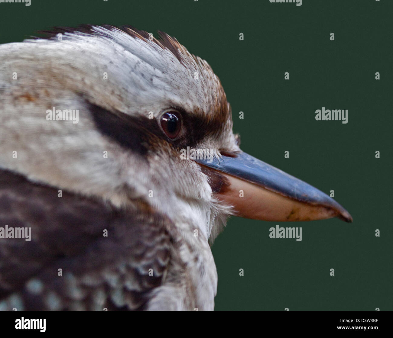 Kookaburras hi-res stock photography and images - Alamy