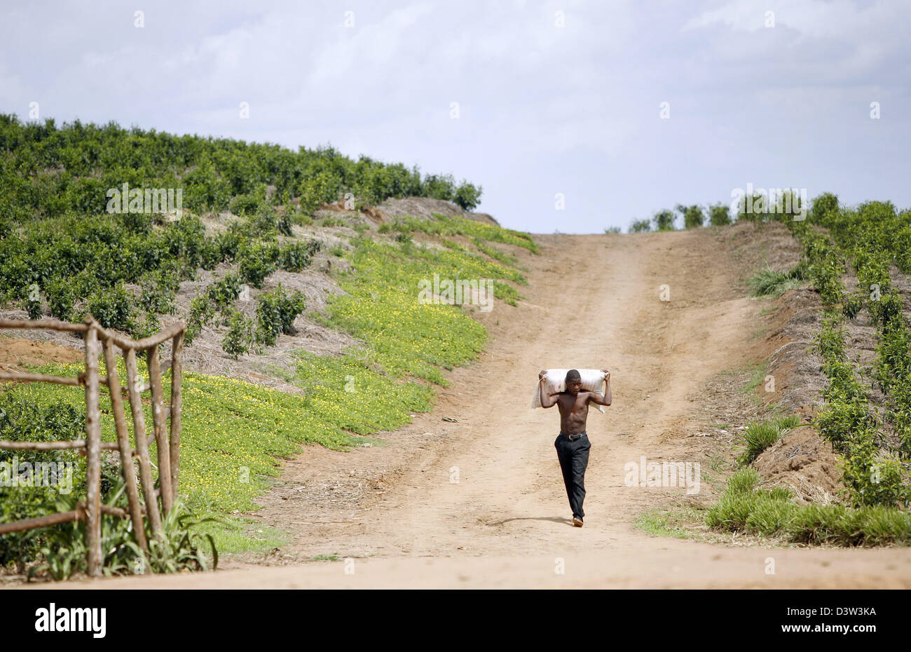 Man carrying sack rice on hi-res stock photography and images - Alamy